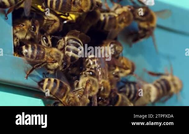 Close up beehive farm Stock Videos & Footage - HD and 4K Video Clips ...