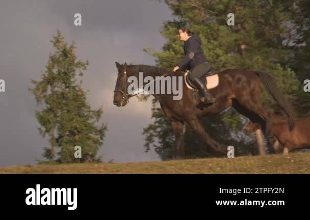 Cantering horse hill Stock Videos & Footage - HD and 4K Video Clips - Alamy