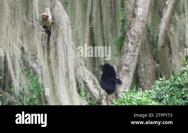 spectacled bear, Tremarctos ornatus, native to the forests of the ...