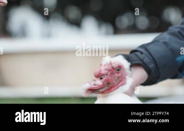 Grab neck animal Stock Videos & Footage - HD and 4K Video Clips - Alamy