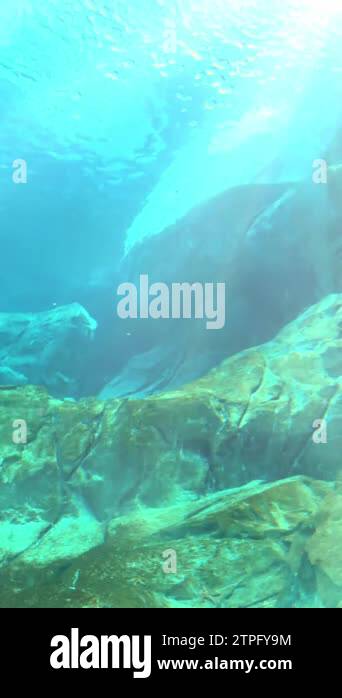 Blue underwater Stock Videos & Footage - HD and 4K Video Clips - Alamy
