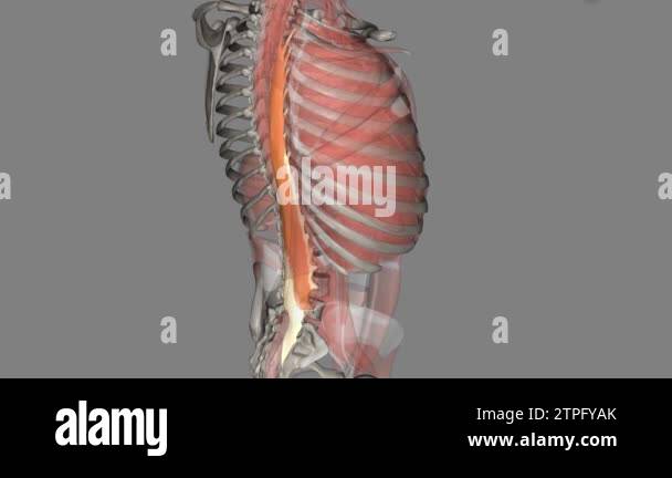The longissimus thoracis muscle is the largest of the erector spinae ...