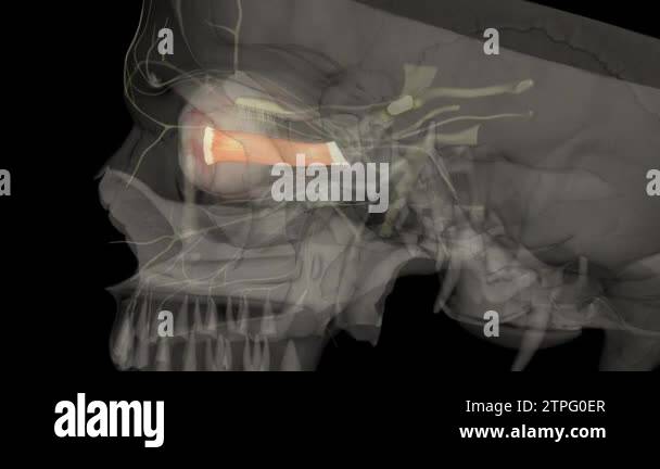 The medial rectus is an adductor, and functions along with the lateral ...