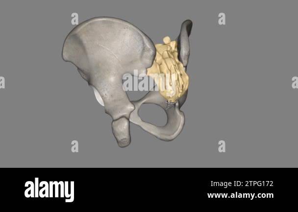 The sacrum is the triangular bone just below the lumbar vertebrae Stock ...