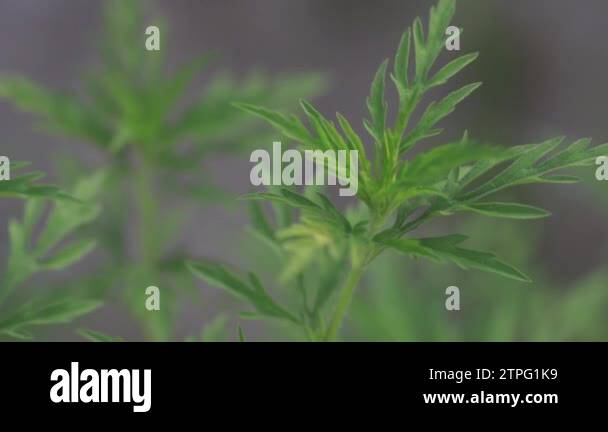 Vivid footage of the pollen-producing Ambrosia artemisiifolia plant ...