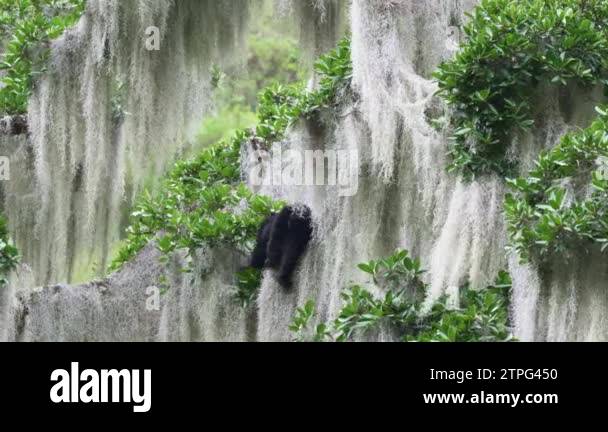 spectacled bear, Tremarctos ornatus, native to the forests of the ...
