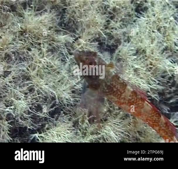 The most beautiful fish of the Black Sea. Triplefin blenny ...