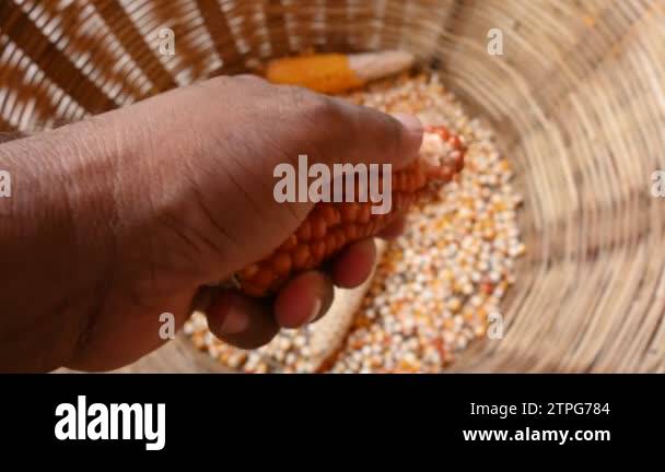 Separating corn seeds from corn cobs. Removing the yellow kernels of ...