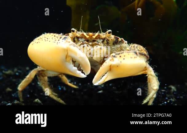Invasive species, invader Rhithropanopeus harrisii (common names ...