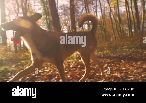 LENS FLARE: Cute dog with his tongue out strides along leafy forest ...