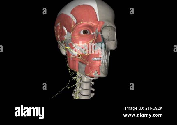 The zygomatic nerve is a branch of the maxillary nerve It arises in the ...
