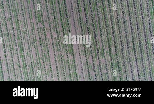 A view of the seedlings of trees from the air, flying over tree ...