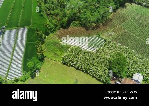 Aerial View of Green Rice Fields and villages in Pronojiwo, Lumajang ...