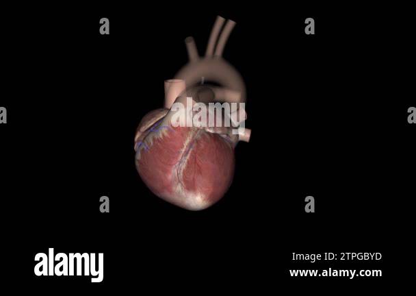 The anterior cardiac veins are a group of parallel coronary veins that ...