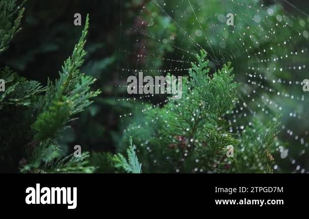 Spider web drop Stock Videos & Footage - HD and 4K Video Clips - Alamy