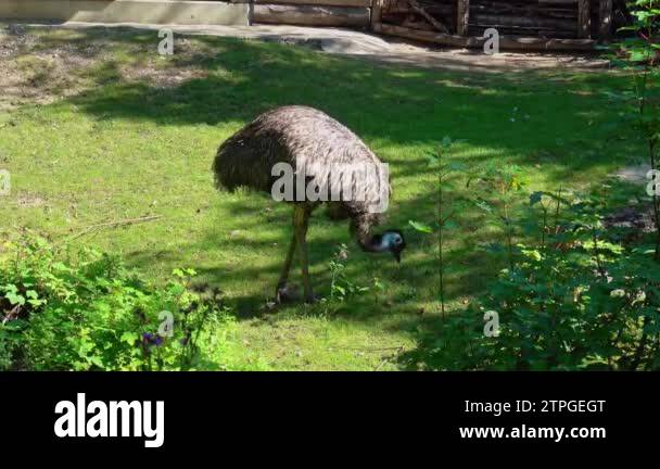 Largest australian endemic bird Stock Videos & Footage - HD and 4K ...