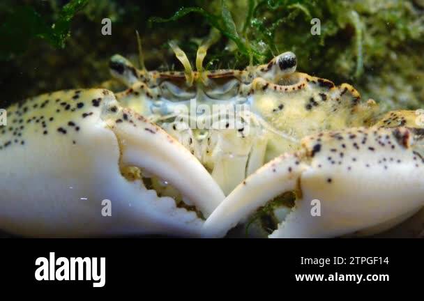 Invasive species, invader Rhithropanopeus harrisii (common names ...