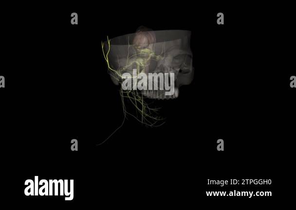 The auriculotemporal nerve is a branch of the mandibular division of ...