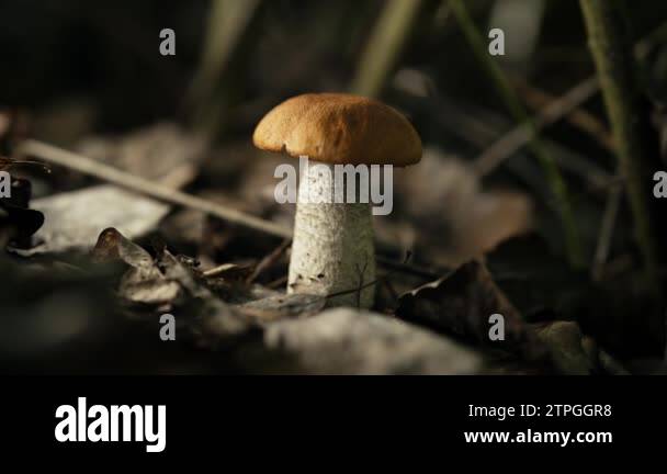 Fungus stalk Stock Videos & Footage - HD and 4K Video Clips - Alamy