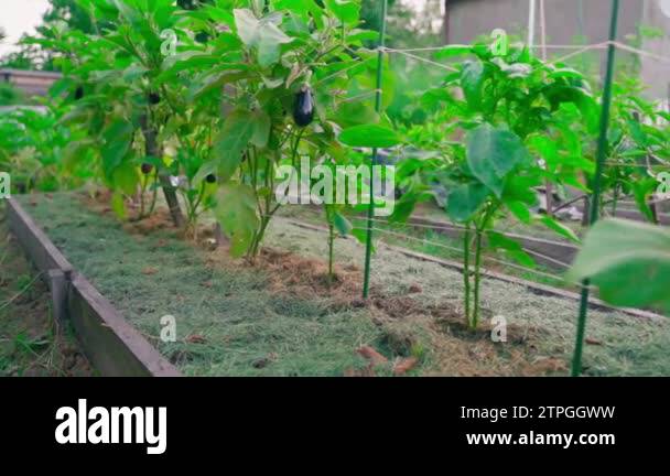 Mulching vegetable plot Stock Videos & Footage - HD and 4K Video Clips ...