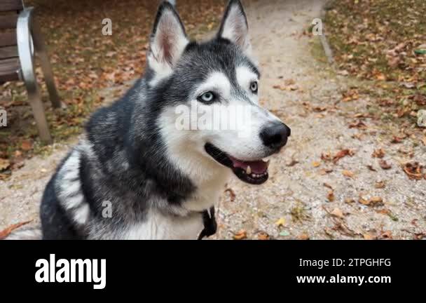 Siberian husky with mouth open Stock Videos & Footage - HD and 4K Video ...
