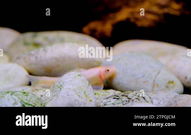 Animal Videography. Animal Close up. Footage of Chinese algae eater ...