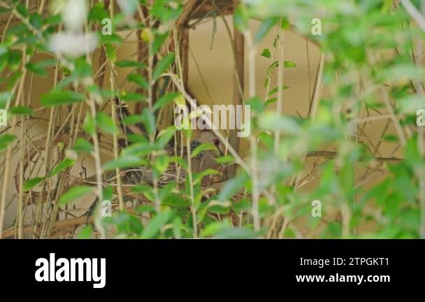 Sri Lanka Ceylon wood pigeon with twig in its beak builds a nest. Wild ...