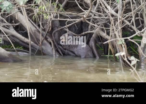 Family of giant river otter, Pteronura brasiliensis, hunting and ...