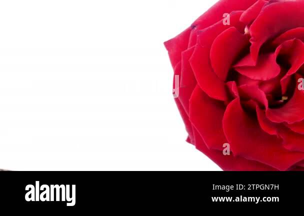 Red rose rotating on white background. Looped video Stock Video Footage ...