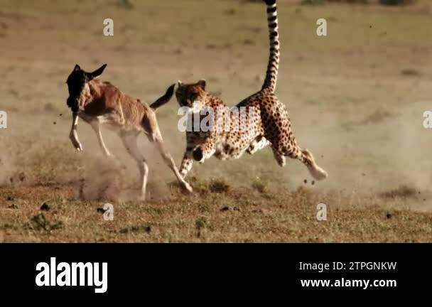 Cat chasing prey africa Stock Videos & Footage - HD and 4K Video Clips ...