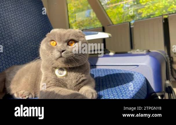 Train animals Stock Videos & Footage - HD and 4K Video Clips - Alamy