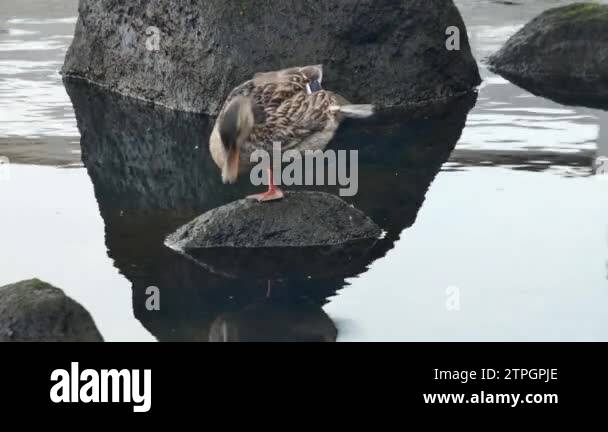 Mallard duck resting a leg Stock Videos & Footage - HD and 4K Video ...