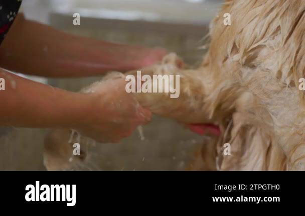 Close-up hand washing Dog Paw At Pet Shop. Washing Wet Golden Retriever ...