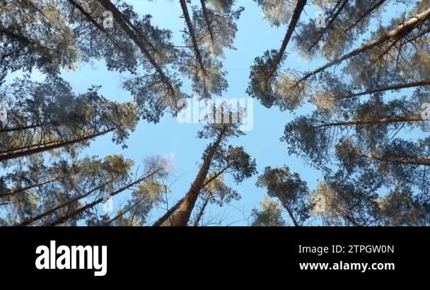 Canopy Of Tall Snowy Pine Trees. Upper Branches Of Woods In Coniferous ...