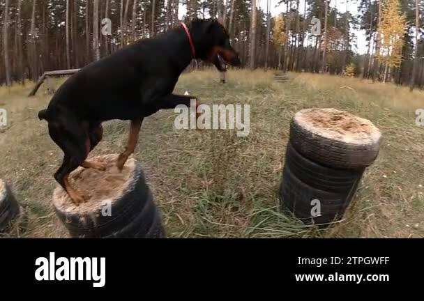Dog training on the training ground in the forest, Doberman jumping ...
