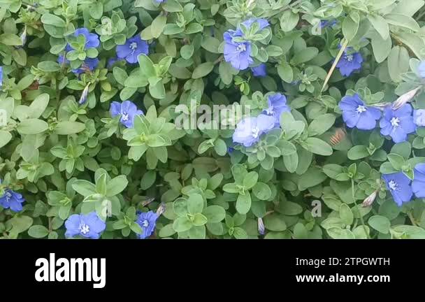 Bluebell flower bed Stock Videos & Footage - HD and 4K Video Clips - Alamy