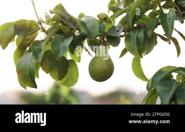 Soft juicy tree fruit Stock Videos & Footage - HD and 4K Video Clips ...
