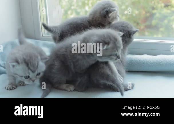 Scottish tabby fold Stock Videos & Footage - HD and 4K Video Clips - Alamy