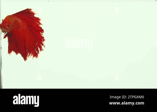 A Red fighting fish shakes its fins in the clear water..When the ...