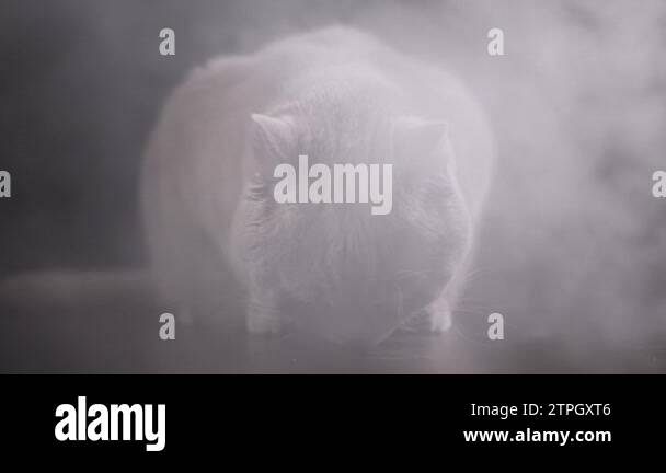 Close up, Large Gray Fluffy Cat Sits on Surface of a Table in a Smoky ...