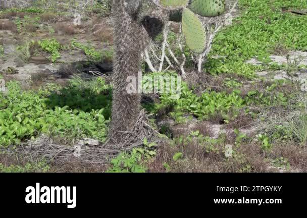Prickly pear cactus in the landscape on espanola island in the ...