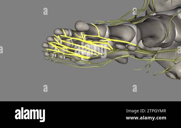 Proper plantar digital branches of Media plantar nerve Stock Video ...