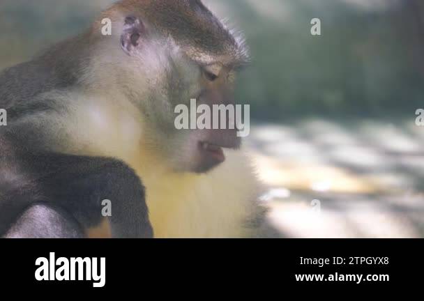 A close-up portrait of a monkey - a genus of hominid in the primate ...