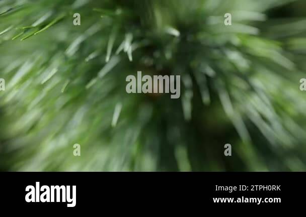 Pine is any conifer tree in the genus Pinus, of the family Pinaceae ...