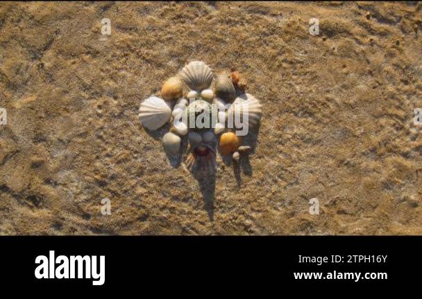 Sea shells pattern mandala appears on a sand. Stop motion animation ...