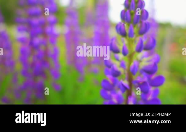 Lupinus species Stock Videos & Footage - HD and 4K Video Clips - Alamy