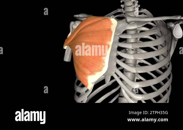 The pectoralis major is the superior most and largest muscle of the ...