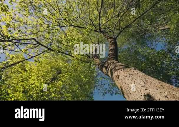 Spring Canopy Of Tall Tree. Deciduous Forest, Summer Nature At Sunny ...