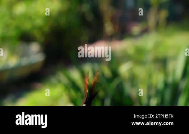 Close-up butterfly flies in the garden and camera chasing butterfly ...