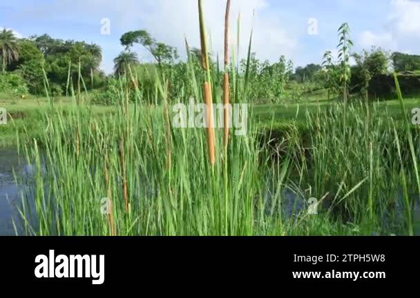 Typha angustifolia plant. Its other names lesser bulrush,narrowleaf ...